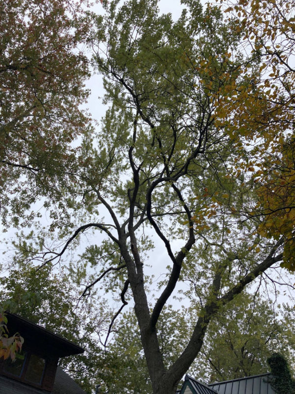 A Legacy Silver Maple Cared For and is Giving Back