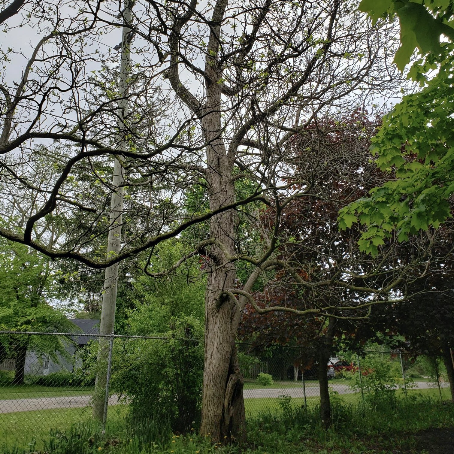 Centre Wellington - Tree Trust
