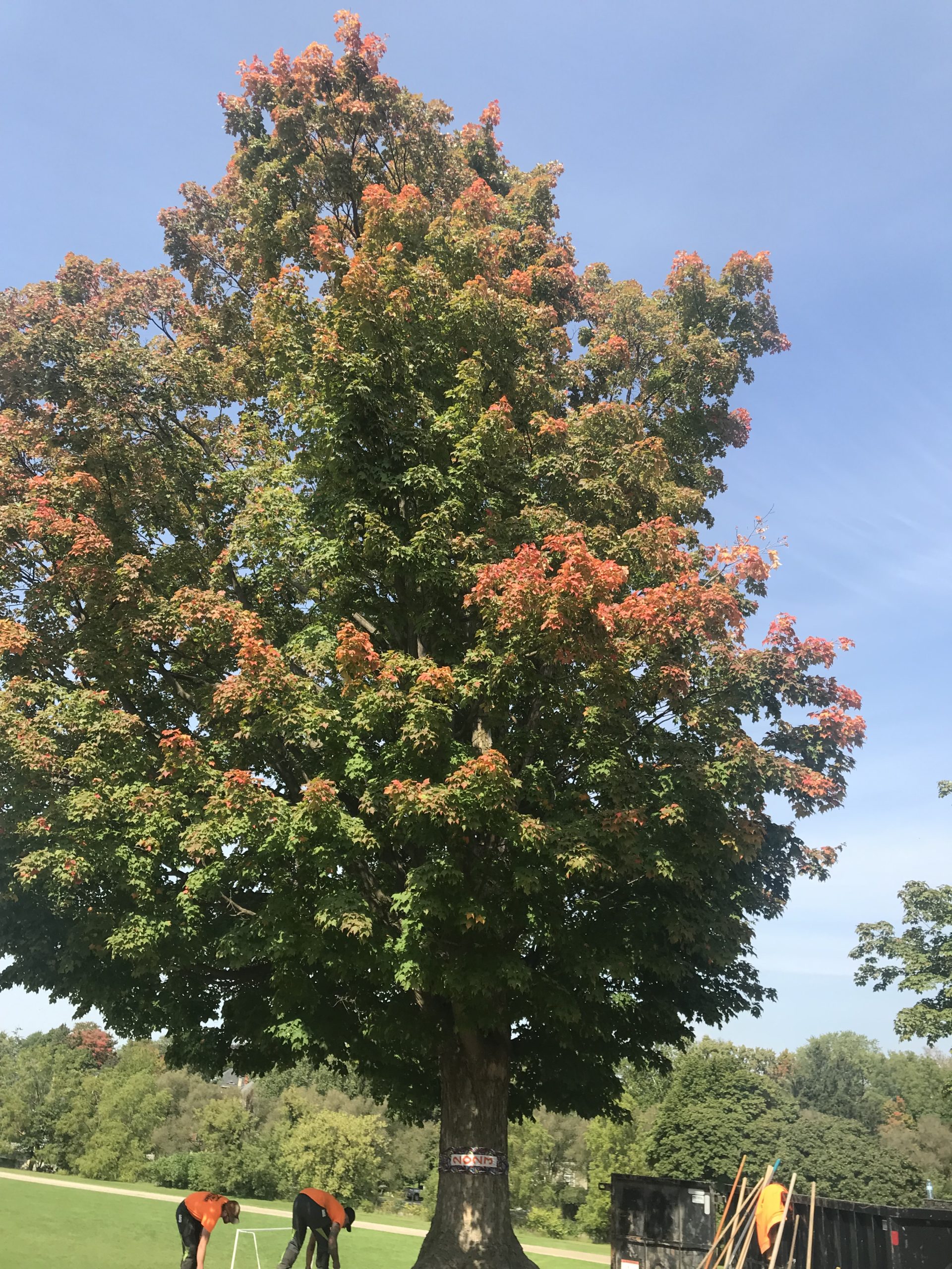 Iconic Sugar Maple at Stratford Intermediate School